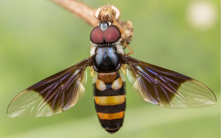 9 Ways To Get Rid Of Hover Flies | Indoors And Outdoors