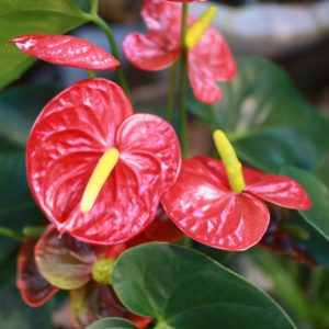 25 Stunning Plants With Red Leaves | Indoor And Outdoor