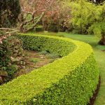 15 Amazing Types Of Boxwood Shrubs For Landscaping