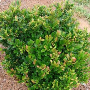 15 Amazing Types Of Boxwood Shrubs For Landscaping