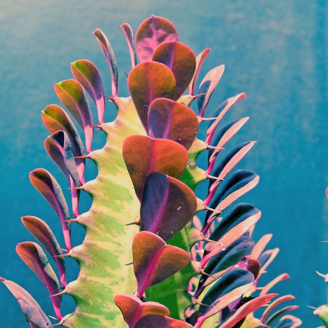 25 Stunning Plants With Red Leaves | Indoor And Outdoor