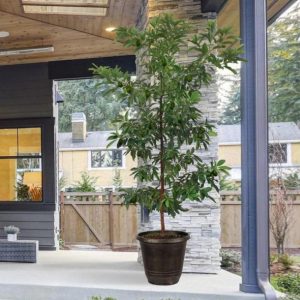 9 Best Patio Trees For Pots And Containers
