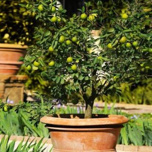 9 Best Patio Trees For Pots And Containers