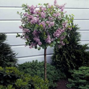 9 Best Patio Trees For Pots And Containers