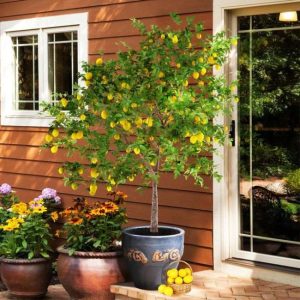 9 Best Patio Trees For Pots And Containers