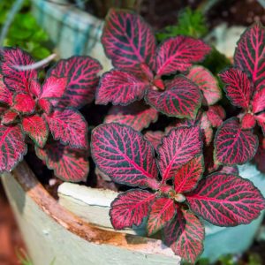 25 Stunning Plants With Red Leaves | Indoor And Outdoor