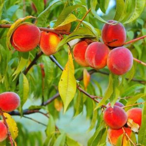 6 Easy To Grow Dwarf Peach Trees