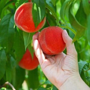 6 Easy To Grow Dwarf Peach Trees