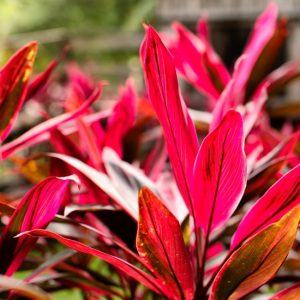 25 Stunning Plants With Red Leaves | Indoor And Outdoor