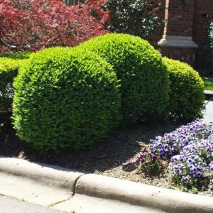 15 Amazing Types Of Boxwood Shrubs For Landscaping