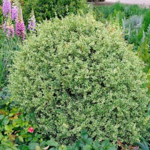 15 Amazing Types Of Boxwood Shrubs For Landscaping