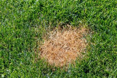 Lawn Fungus, Causes, Identification, And Treatment