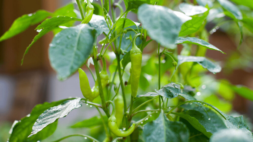 When To Pick Pepperoncini Peppers For The Best Results