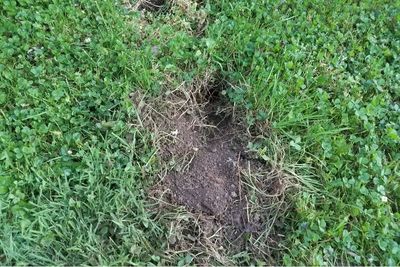 12 Animals Causing Small Holes In Your Lawn Overnight