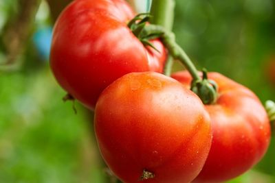 When To Pick Tomatoes | Harvesting & Ripening