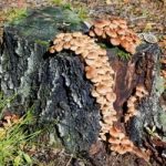 White Tree Fungus Or Mushrooms | Identification & Treatment