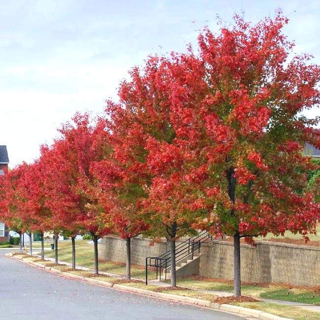 12 Best Trees To Line Driveways And Sidewalks | Fast Growing