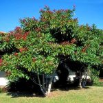 12 Best Shade Trees To Grow In Arizona - Large And Small