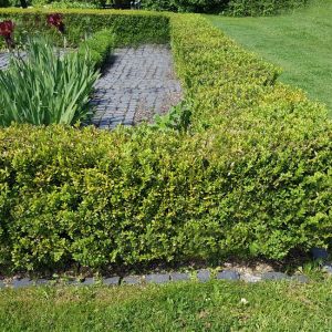 15 Amazing Types Of Boxwood Shrubs For Landscaping