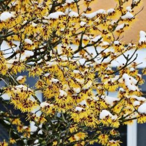 14 Best Yellow Shrubs For Your Yard And Garden