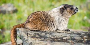 Do Groundhogs Climb Trees | How To Stop Them If They Try