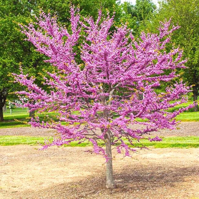 12 Best Trees To Line Driveways And Sidewalks | Fast Growing