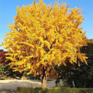 12 Best Trees For Shade | Low Maintenance, Fast Growing
