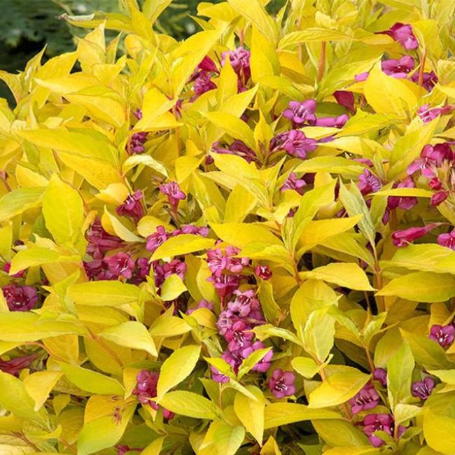 14 Best Yellow Shrubs For Your Yard And Garden
