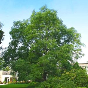 12 Best Trees To Line Driveways And Sidewalks | Fast Growing