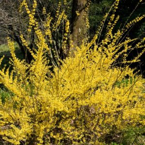 14 Best Yellow Shrubs For Your Yard And Garden