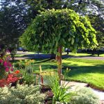 12 Best Trees To Line Driveways And Sidewalks | Fast Growing