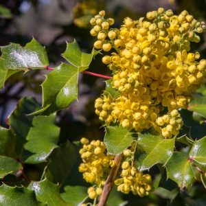 14 Best Yellow Shrubs For Your Yard And Garden