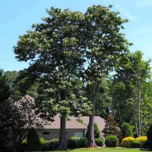 12 Best Shade Trees To Grow In Arizona - Large And Small