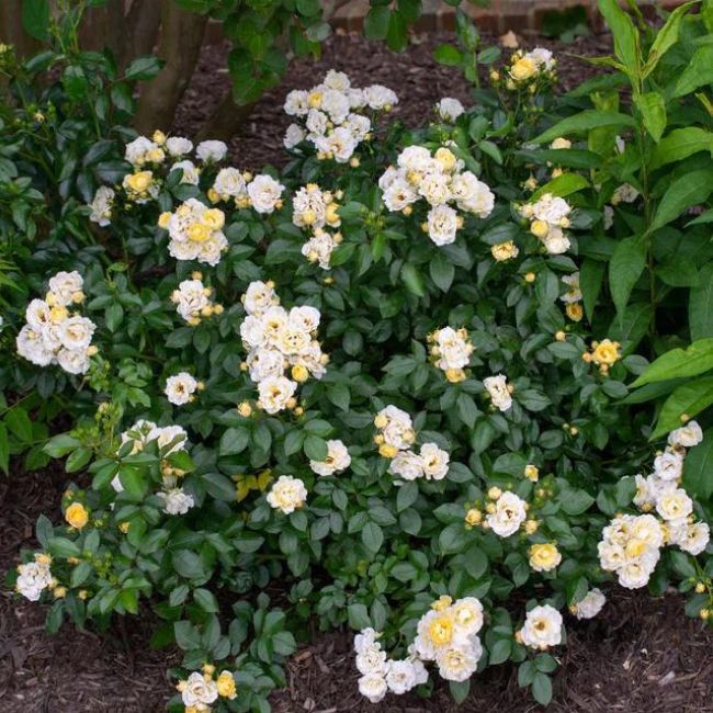14 Best Yellow Shrubs For Your Yard And Garden