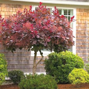 12 Best Trees For Shade | Low Maintenance, Fast Growing