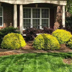 14 Best Yellow Shrubs For Your Yard And Garden
