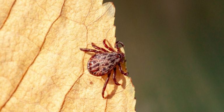 How To Get Rid Of Chiggers In Yards And Homes