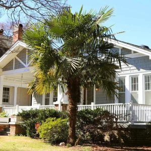 12 Best Shade Trees To Grow In Arizona - Large And Small