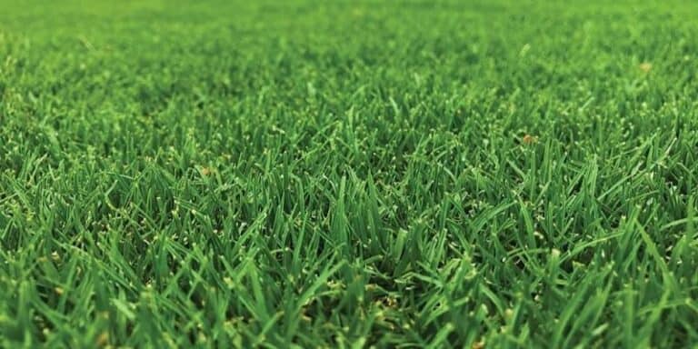 9 Best Types Of Grass For Shade In Texas | Growing Tips