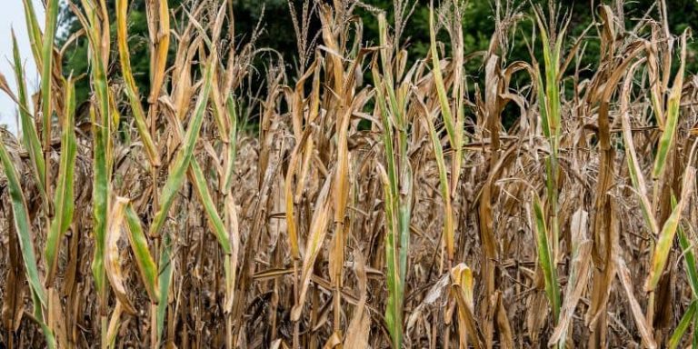 Yellowing Leaves On Corn Plants | Causes And How To Fix