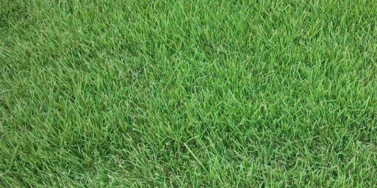 9 Best Types Of Grass For Shade In Texas | Growing Tips