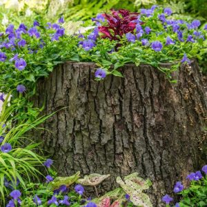 16 Ideas For A Tree Stump In Your Front Yard