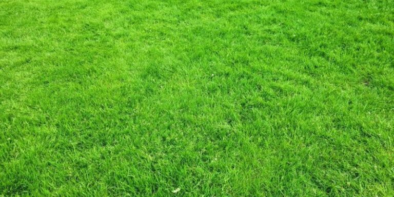 9 Best Types Of Grass For Shade In Texas | Growing Tips