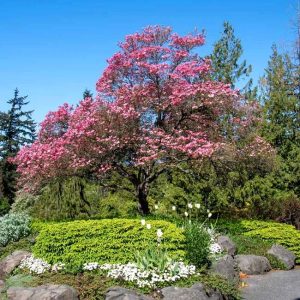 12 Stunning Pink Dogwood Trees | Growing And Care Guide