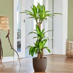 15 Stunning Low Light Indoor Trees | Shade Tolerant