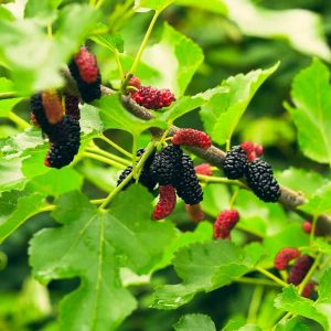 16 Amazing Fruit Trees For Shade Or Low Light Areas