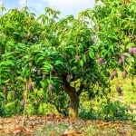 16 Amazing Fruit Trees For Shade Or Low Light Areas