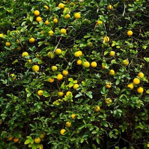 16 Amazing Fruit Trees For Shade Or Low Light Areas