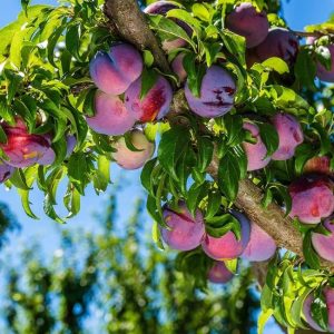 16 Amazing Fruit Trees For Shade Or Low Light Areas