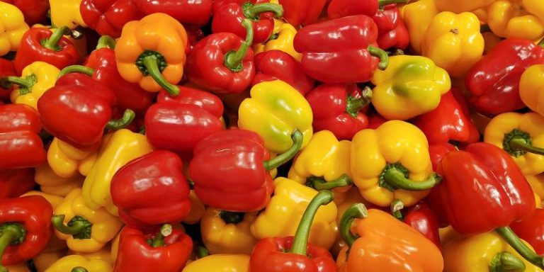 When To Pick Bell Peppers Outdoor Vs Greenhouse